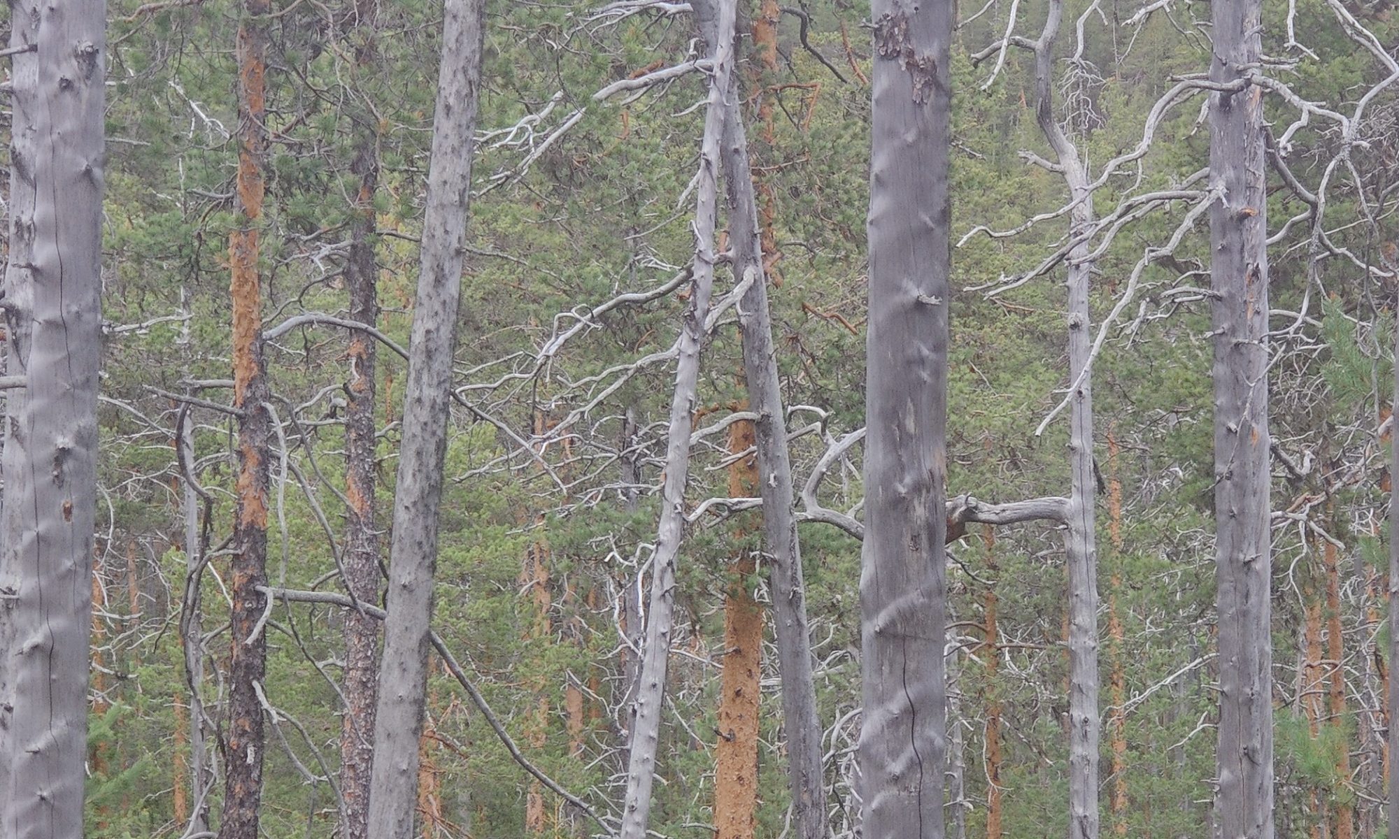 Vastuun pakoilusta on aika siirtyä vastuun kantoon - Forest Issues