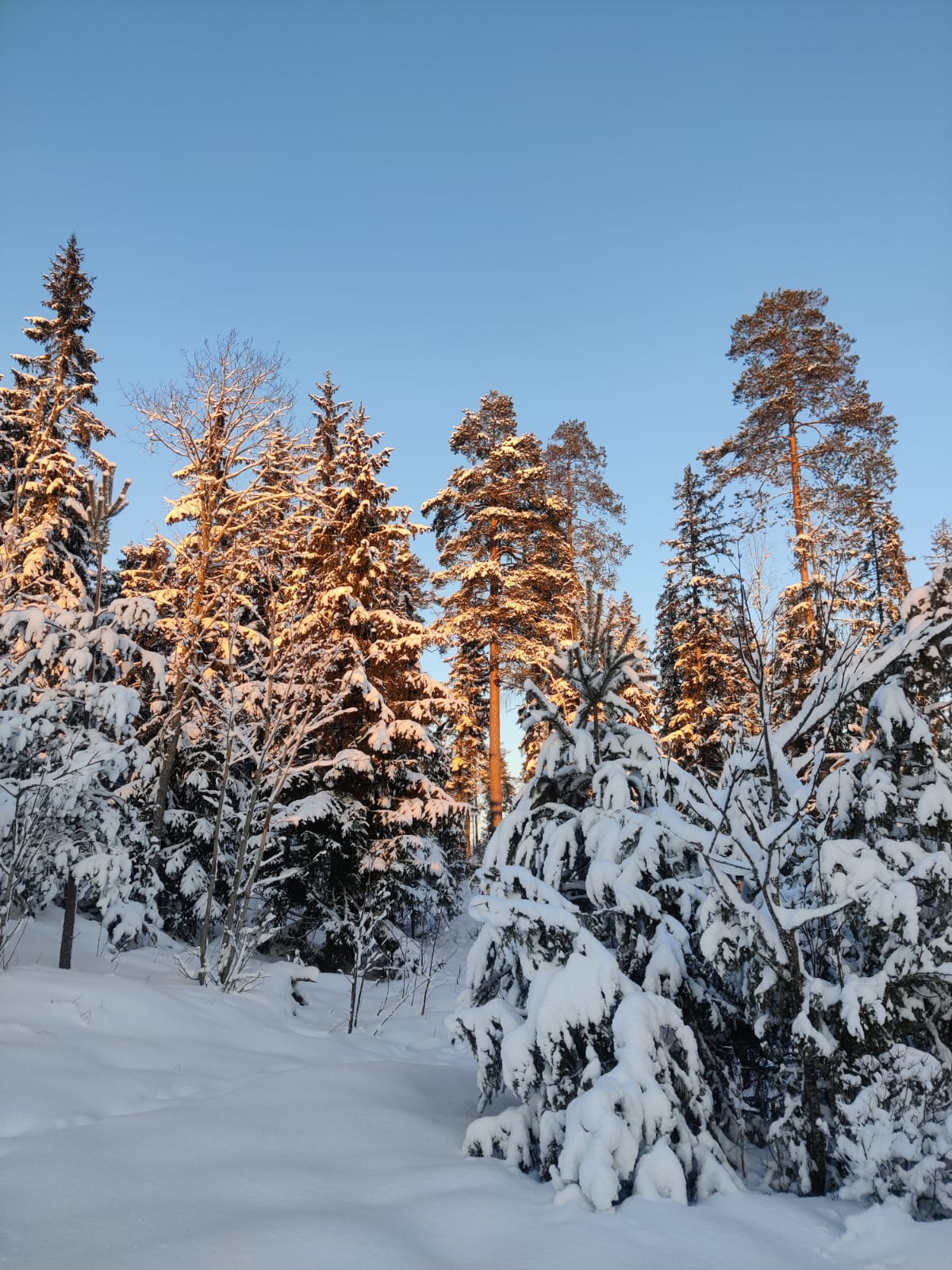 Kuukauden julkaisut, Joulukuu 2024 - UEF - Metsätieteet yritysyhteistyö