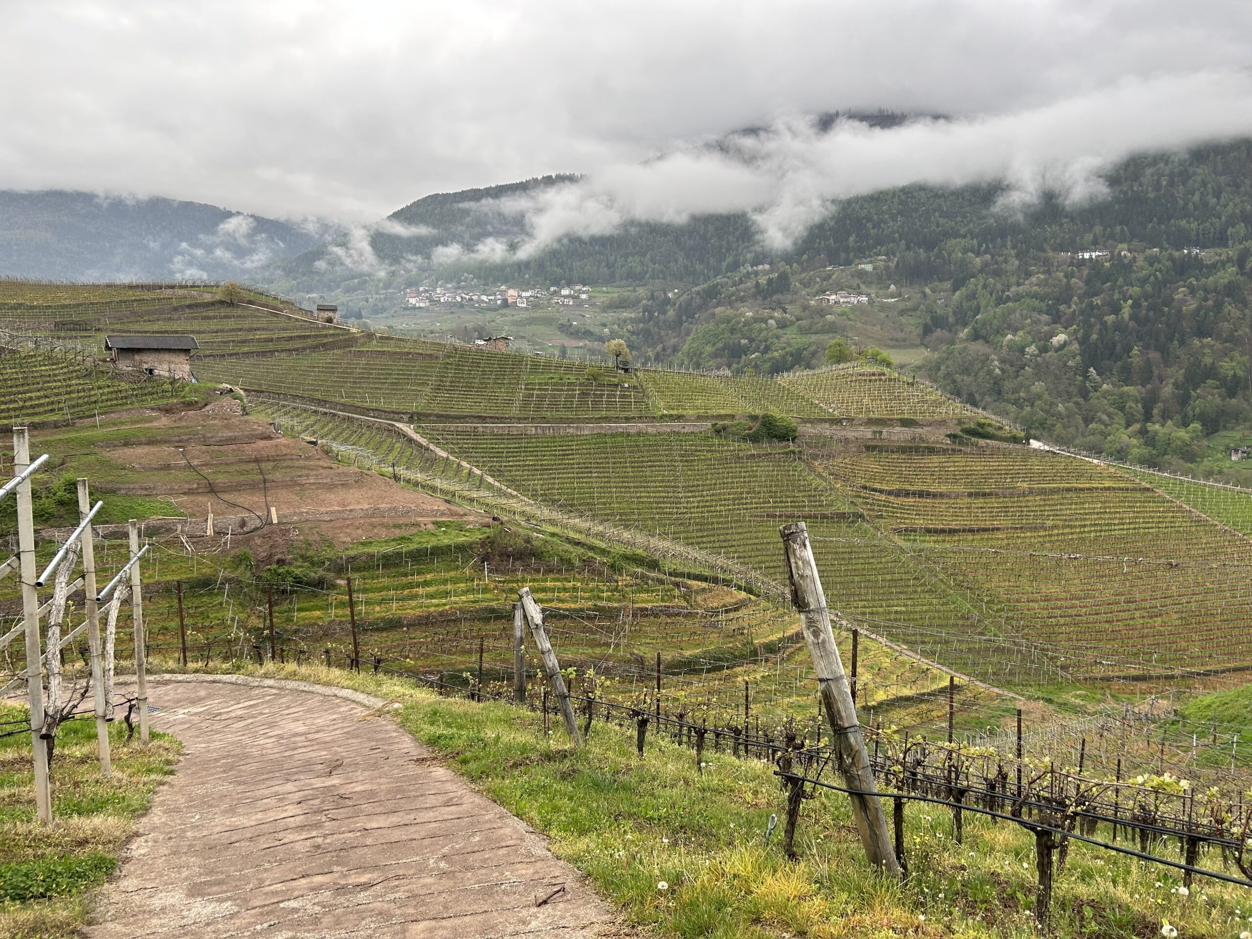 Songs out of season: Climate change and the changing rhythms of wine ...